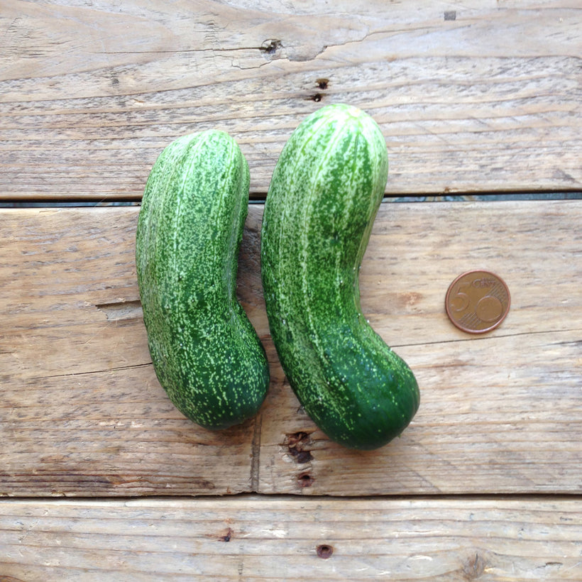 Cucumber Spacemaster – Piccolo Seeds